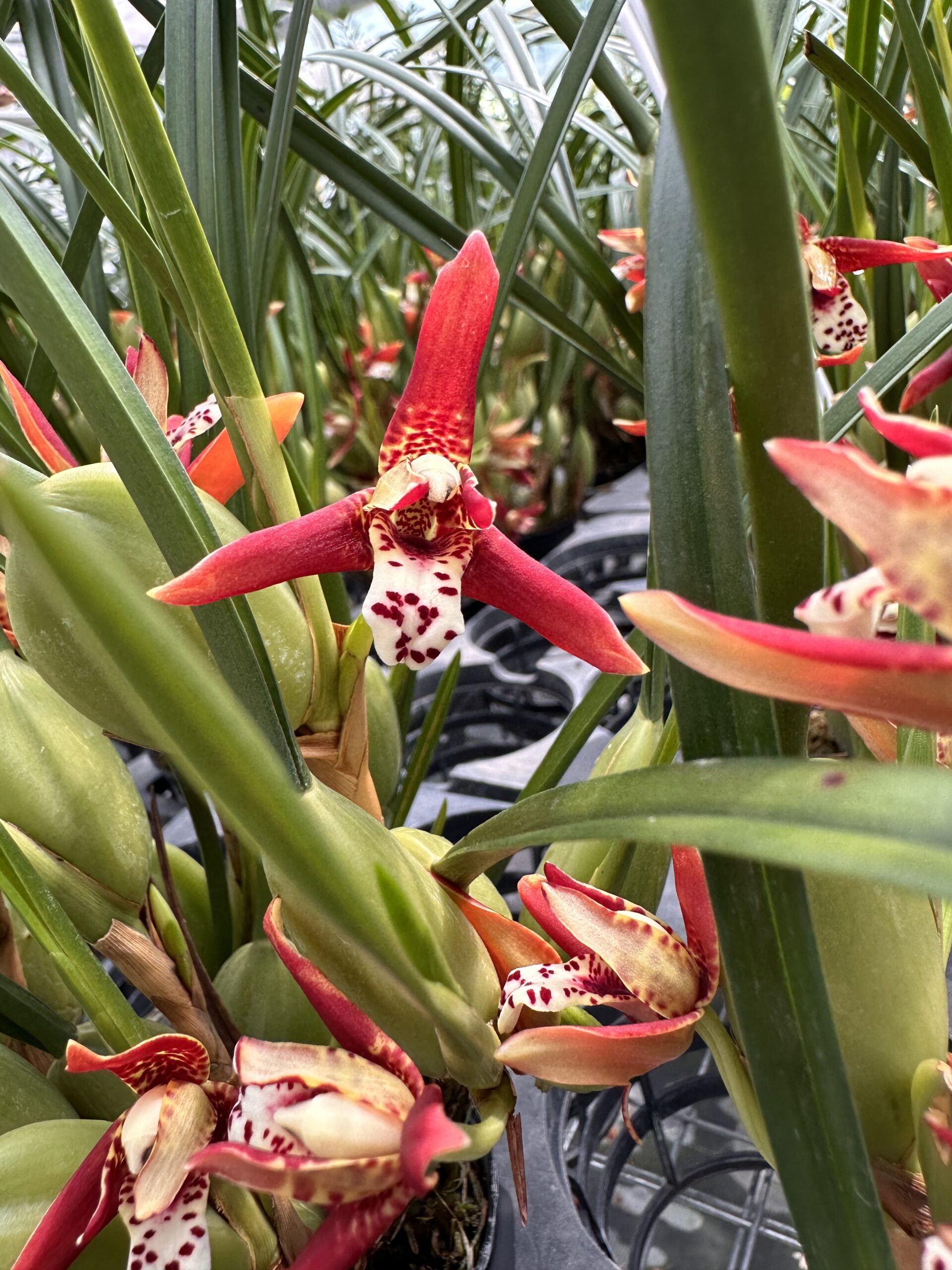 Maxillaria tenuifolia | Orchidable