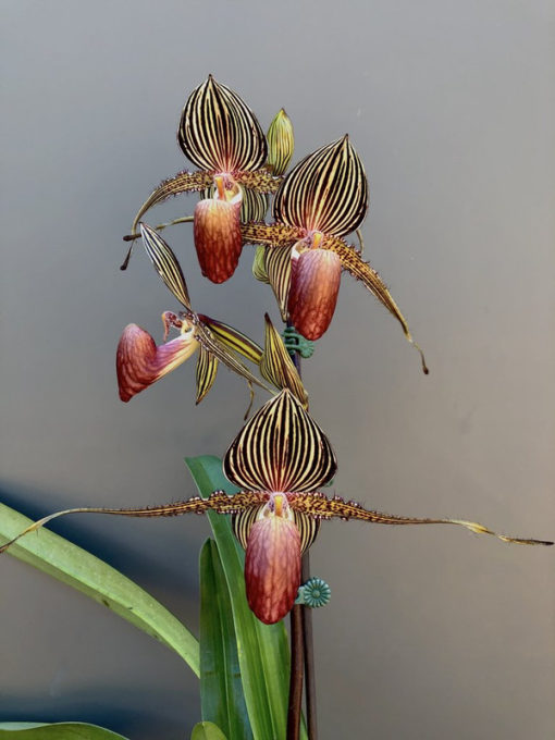 Paphiopedilum rothschildianum | Orchidable