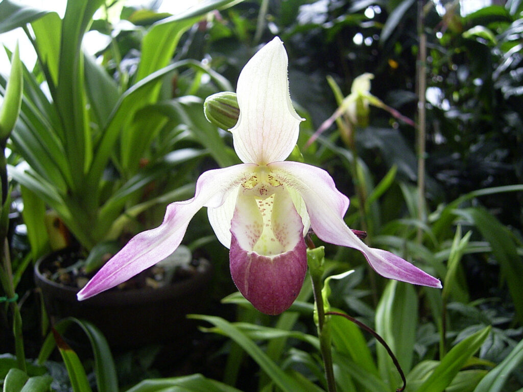 Botanical orchids - Phragmipedium Sedenii Hybrid | Orchidable