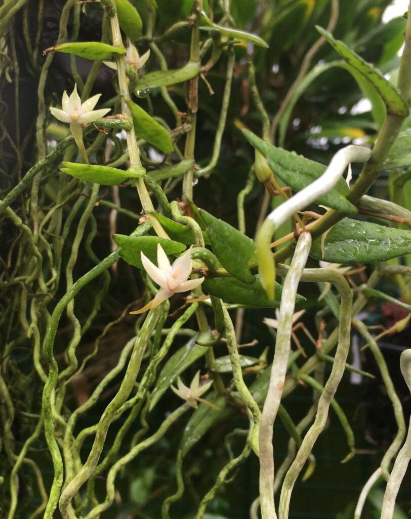 Buy Angraecum erectum - Fragrant African Orchid