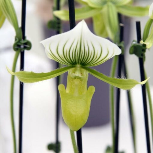 Paphiopedilum Maudiae | Orchidable