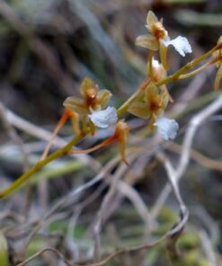 Microcoelia cornuta | Orchidable