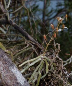 Microcoelia cornuta | Orchidable