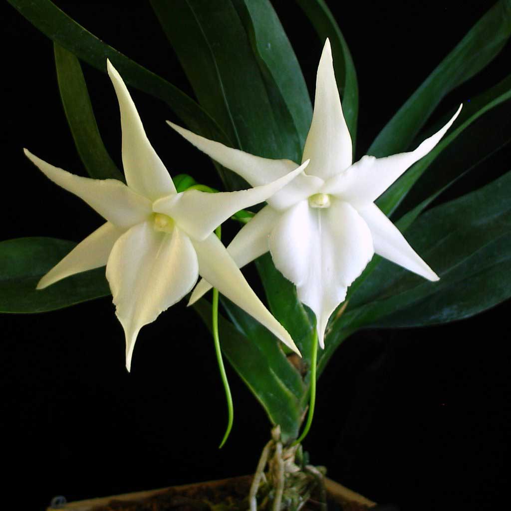 Botanical | Orchidable