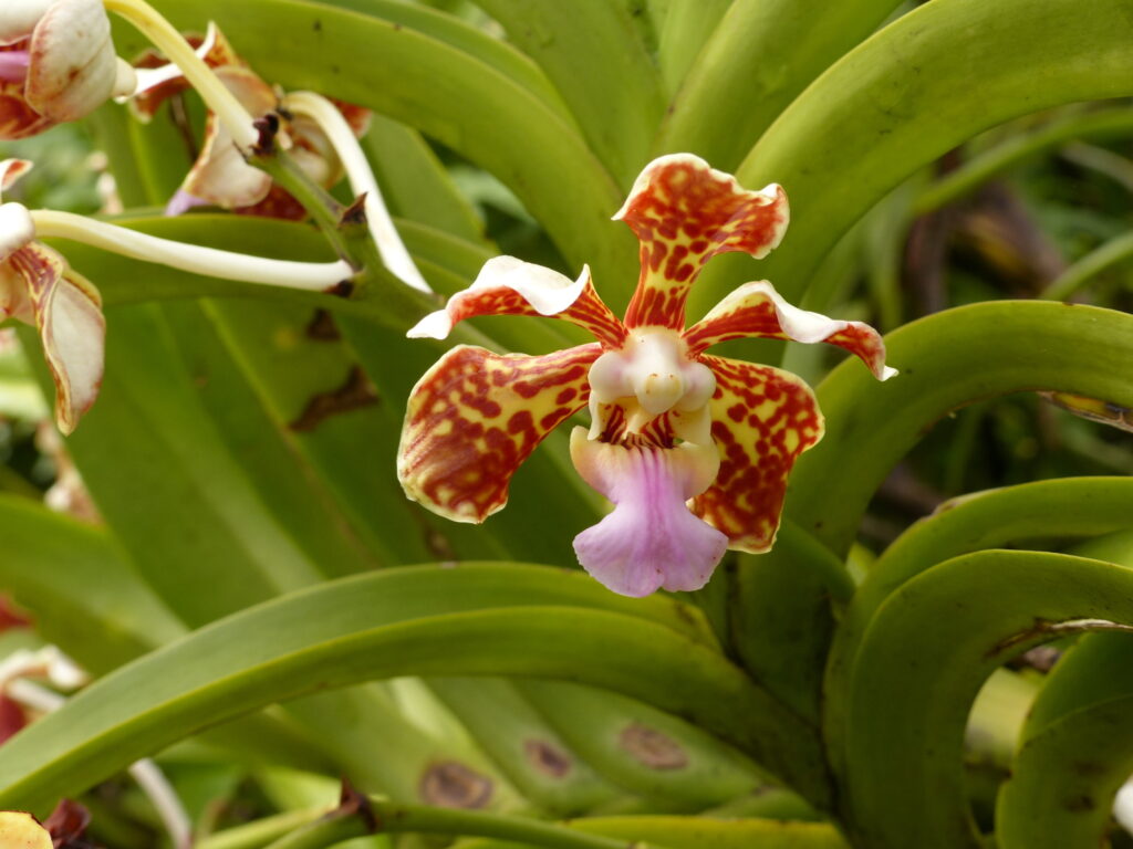 Vanda tricolor | Orchidable