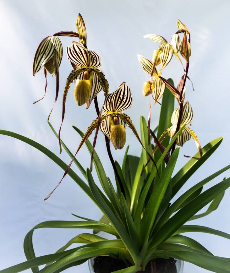 Paphiopedilum Saint Swithin | Orchidable