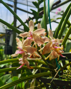 Paraphalaenopsis laycockii x Vanda limbata | Orchidable