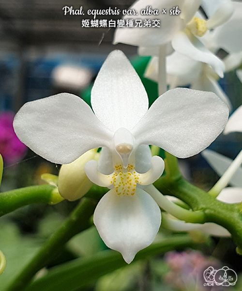 Buy Phalaenopsis equestris var. alba × sib Orchid