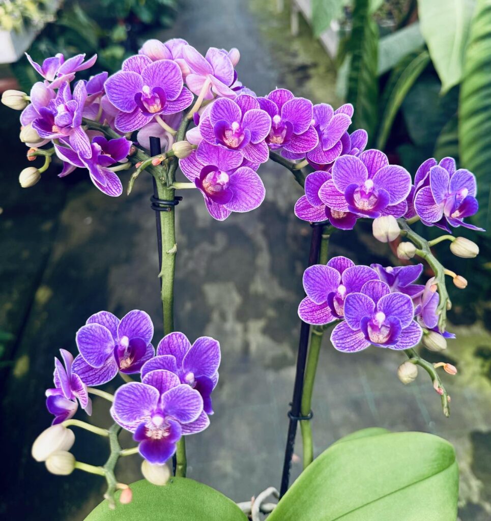 Phalaenopsis Violet Queen Orchid - Graceful Blooms Await