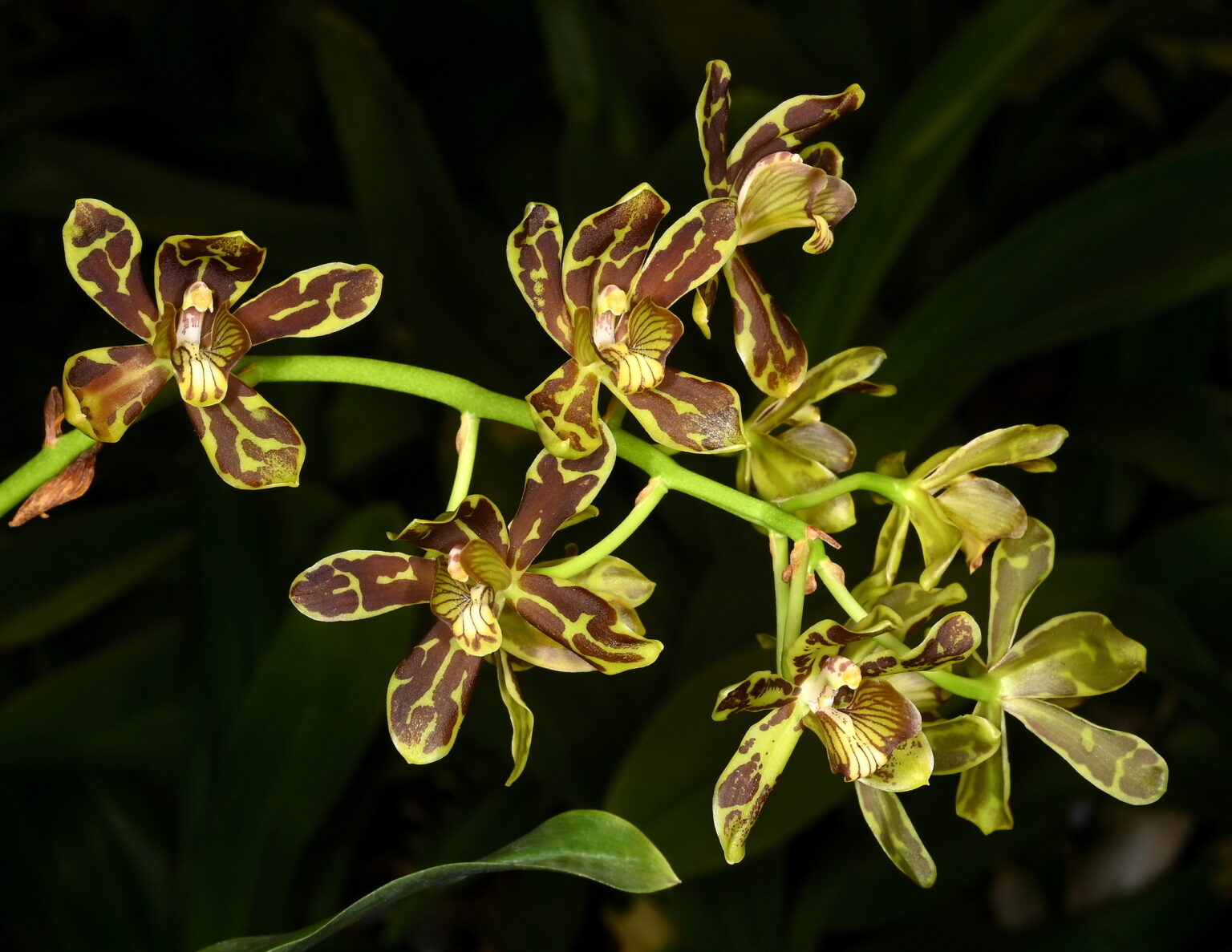 Grammatophyllum scriptum | Orchidable